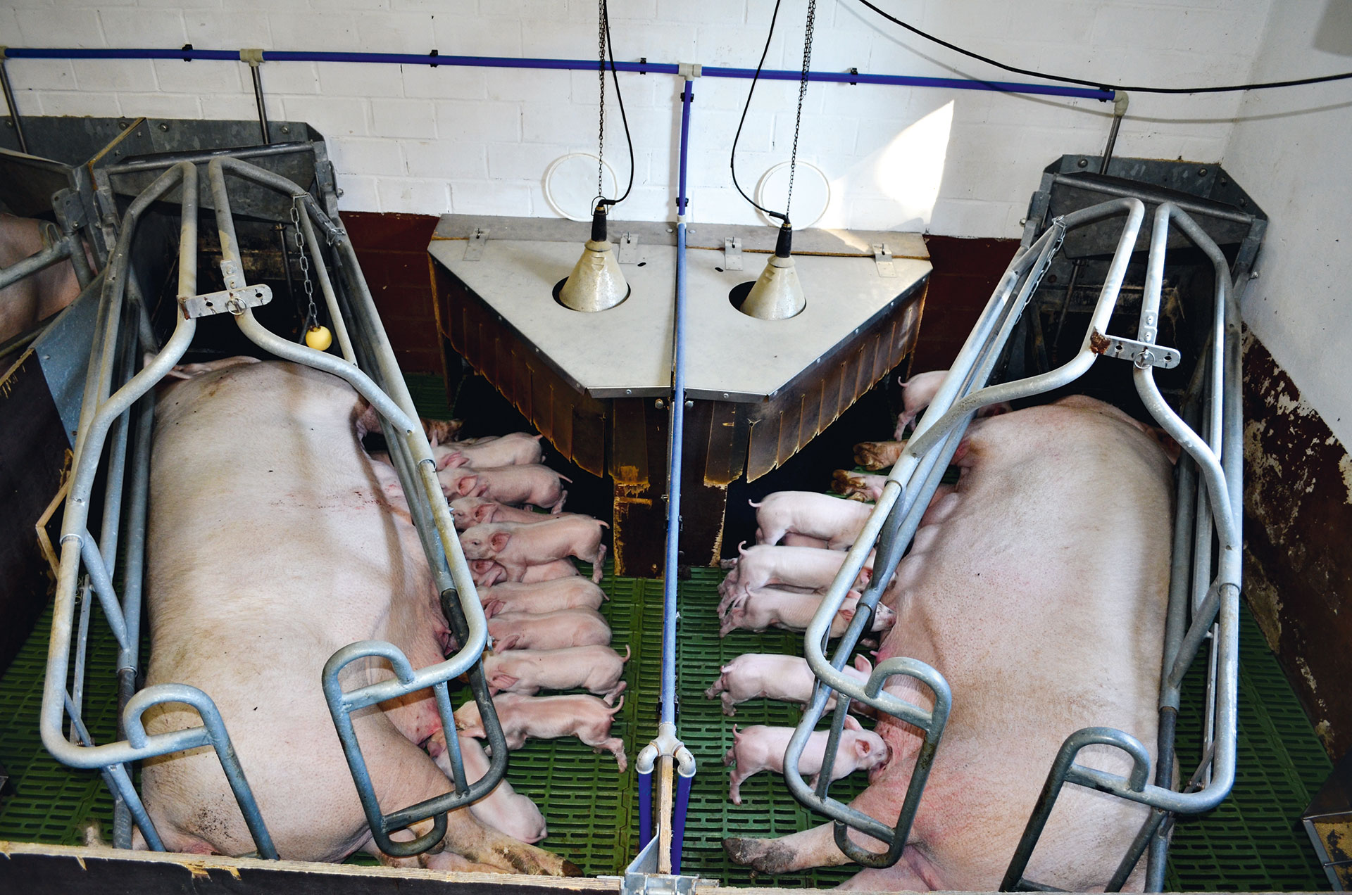 16 - Ferkelerzeugung und Schweinemast - TOURdeFLUR Ammerland